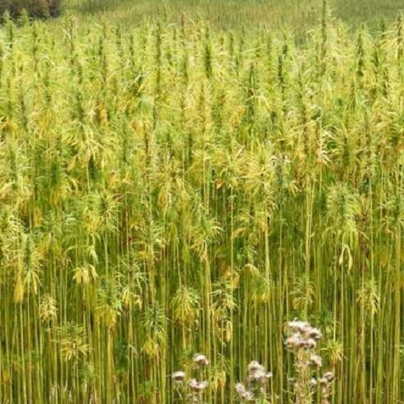 Muka 76 | Canapuglia